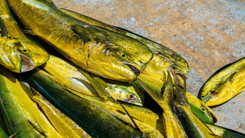 Fresh dolphin fish stock photo. Image of lifestyle, green - 126650490