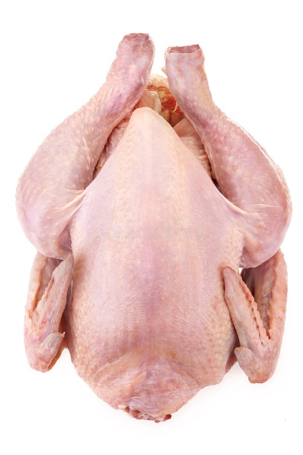 Chicken body stock photo. Image of animal, broiler, isolated - 48091014