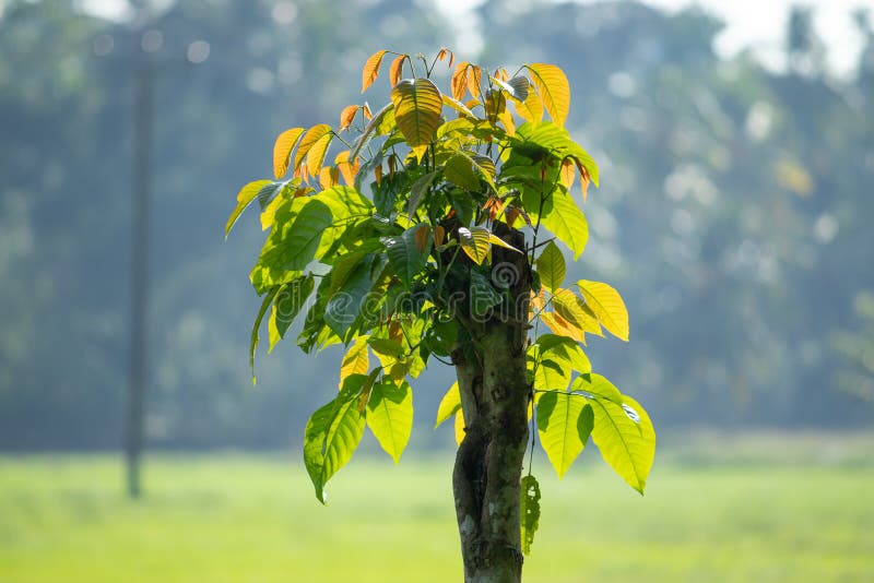Fresh Donga Tree Leaves Glowing in the Early Morning Sunlight, Fresh ...