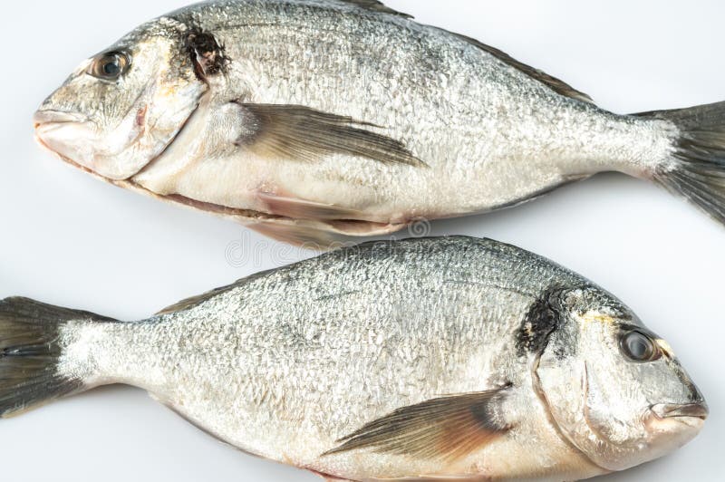 Fresh dorada stock photo. Image of dorado, daurade, healthy - 216742336