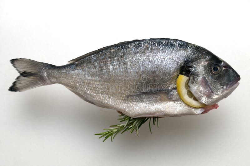 Dorada fish stock photo. Image of fishing, dinner, freshness - 2603820