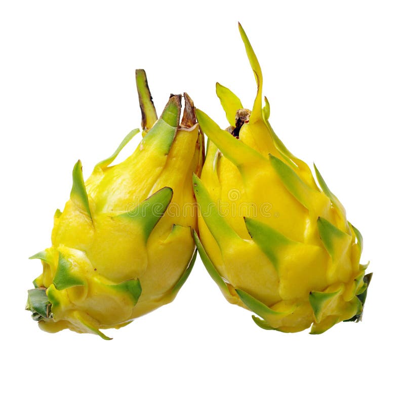 Yellow Shell Moth Drinking Water Stock Image - Image of common, shell ...