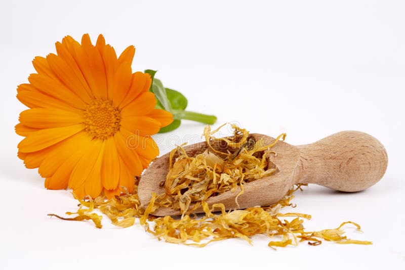 Fresh and Dried Calendula Officinalis Herbal Flowers Stock Image ...
