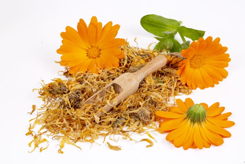 Fresh and Dried Calendula Officinalis Herbal Flowers Stock Image ...