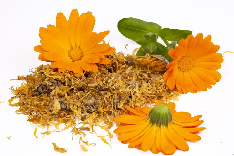 Fresh and Dried Calendula Officinalis Herbal Flowers Stock Image ...