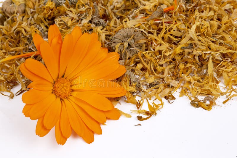 Fresh and Dried Calendula Officinalis Herbal Flowers Stock Photo ...