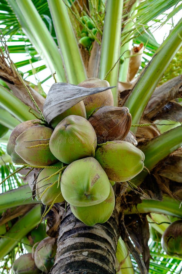 Pattern Dried Coco Palm Leaf Stock Photos - Free & Royalty-Free Stock ...