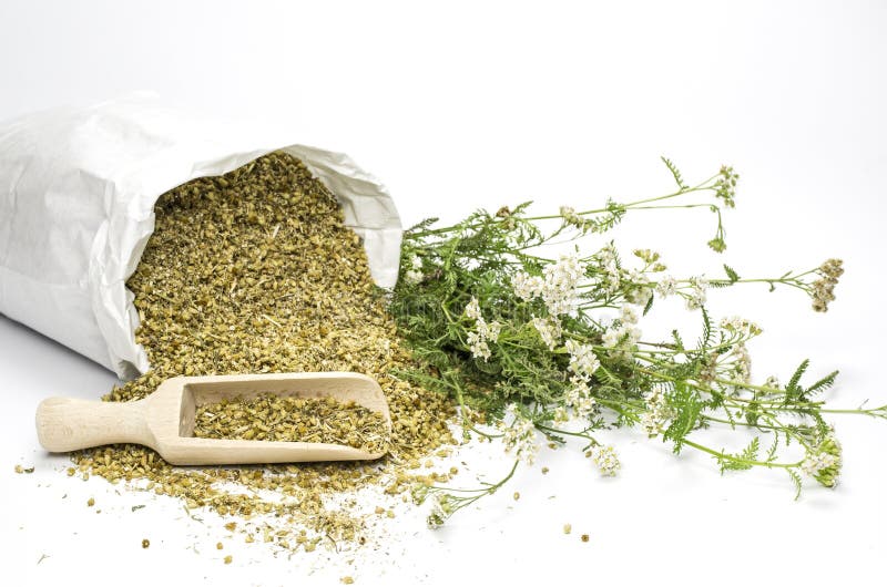 Common yarrow stock photo. Image of blossoms, bloom, pain - 13371550