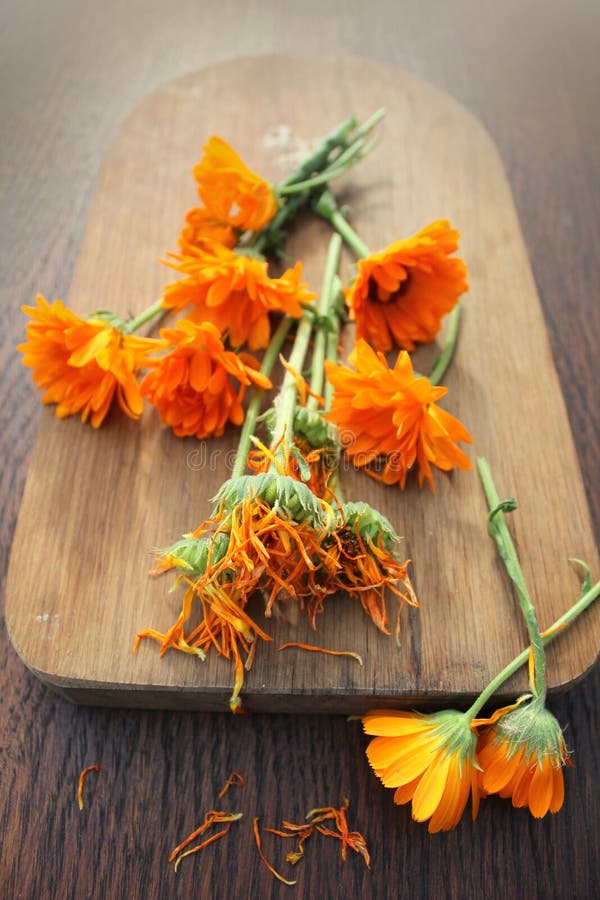 Herbal calendula tea stock photo. Image of beverage, calendula - 8747816