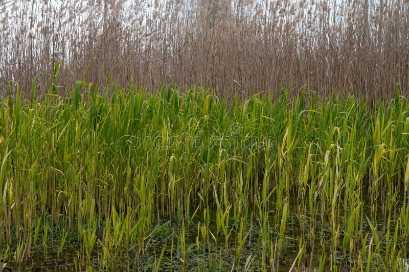 Fresh and Dried Reed Plants in the Lake Stock Image - Image of fresh ...