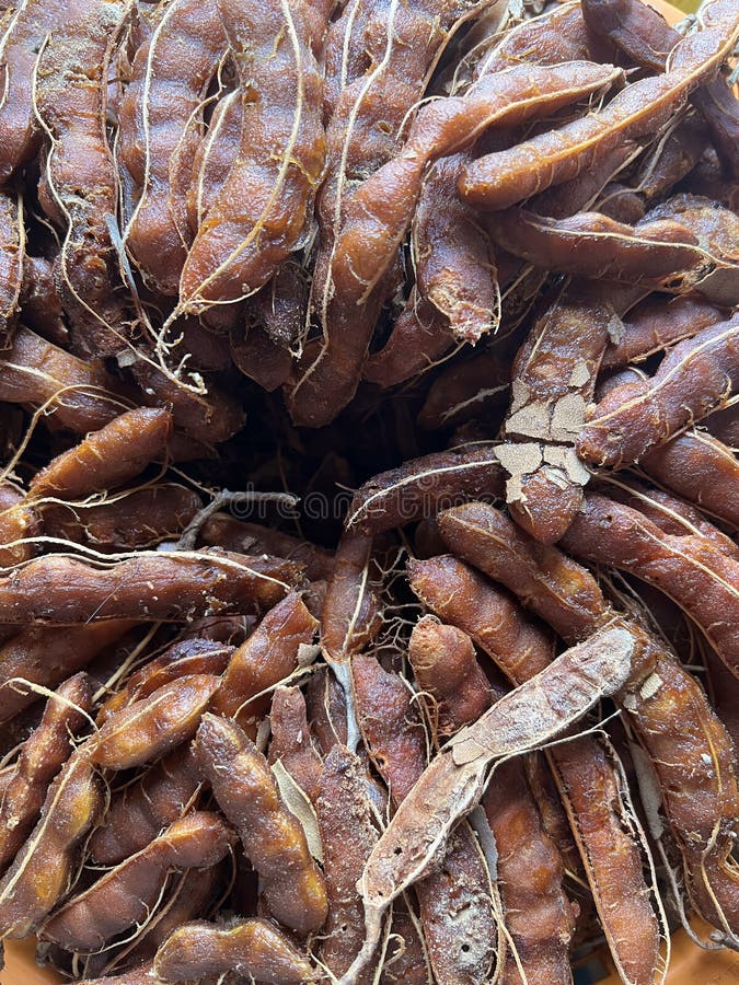 Fresh and Dried Tamarind Fruit Stock Image - Image of cuisine, market ...