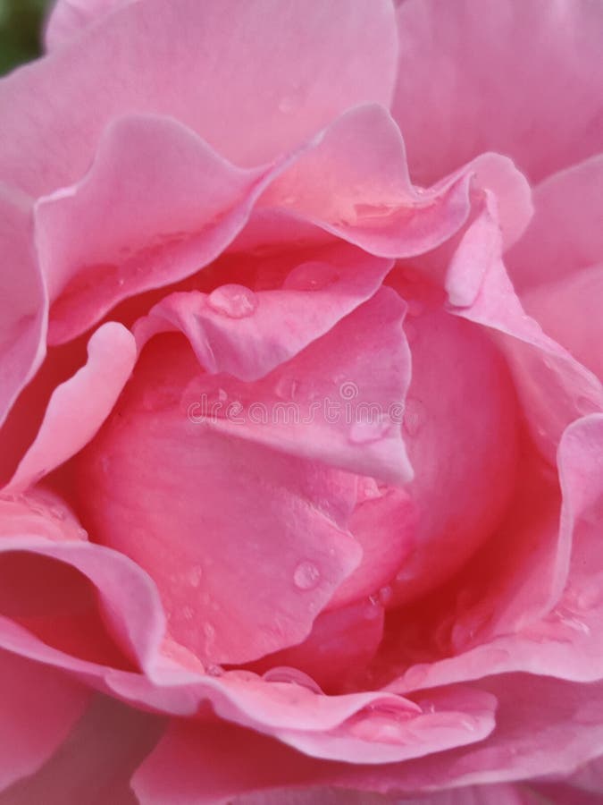Fresh Drop Rose Blossom Pink Petals Stock Photo - Image of petal ...