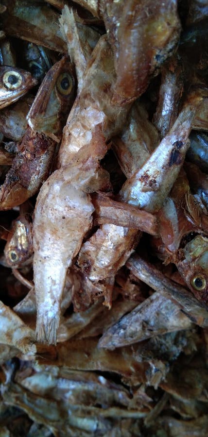 Fish in small bowl stock photo. Image of outgrown, fish - 4002754