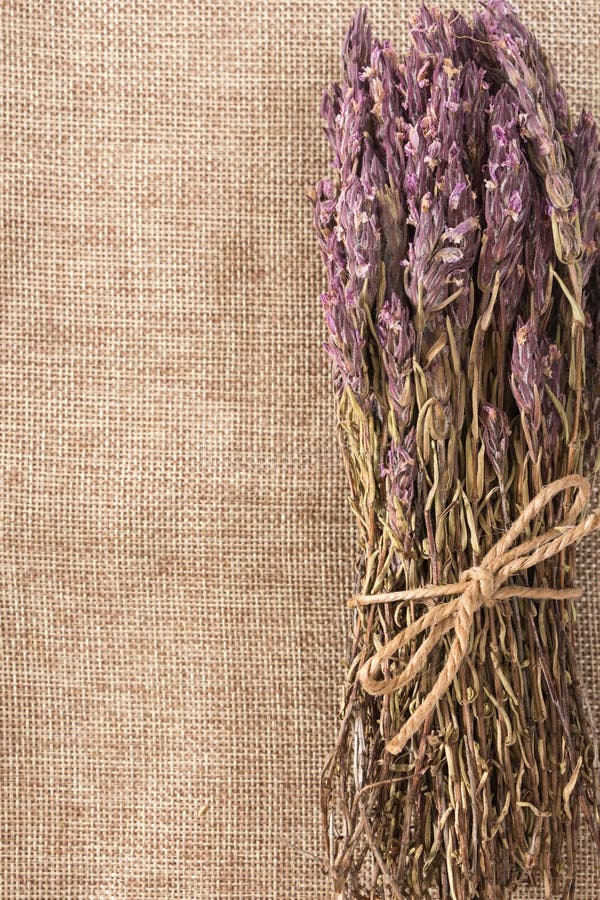 Lavender Bundle stock photo. Image of bloom, infusion, lavender - 458892