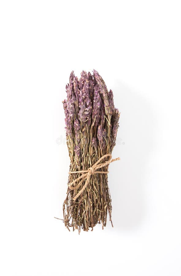 Lavender Bundle stock photo. Image of bloom, infusion, lavender - 458892