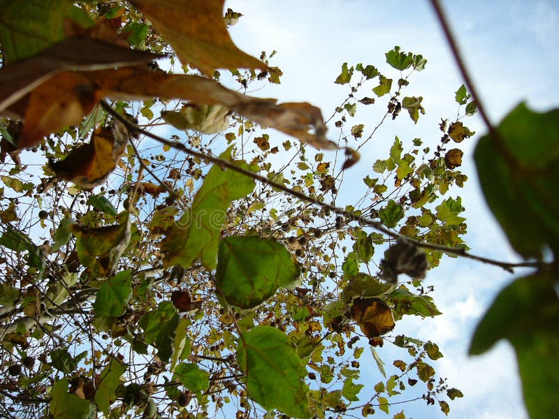 Fresh and dry stock photo. Image of nature, leaves, fresh - 103144386