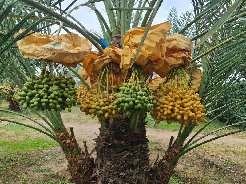 Dstes Stock Photos - Free & Royalty-Free Stock Photos from Dreamstime