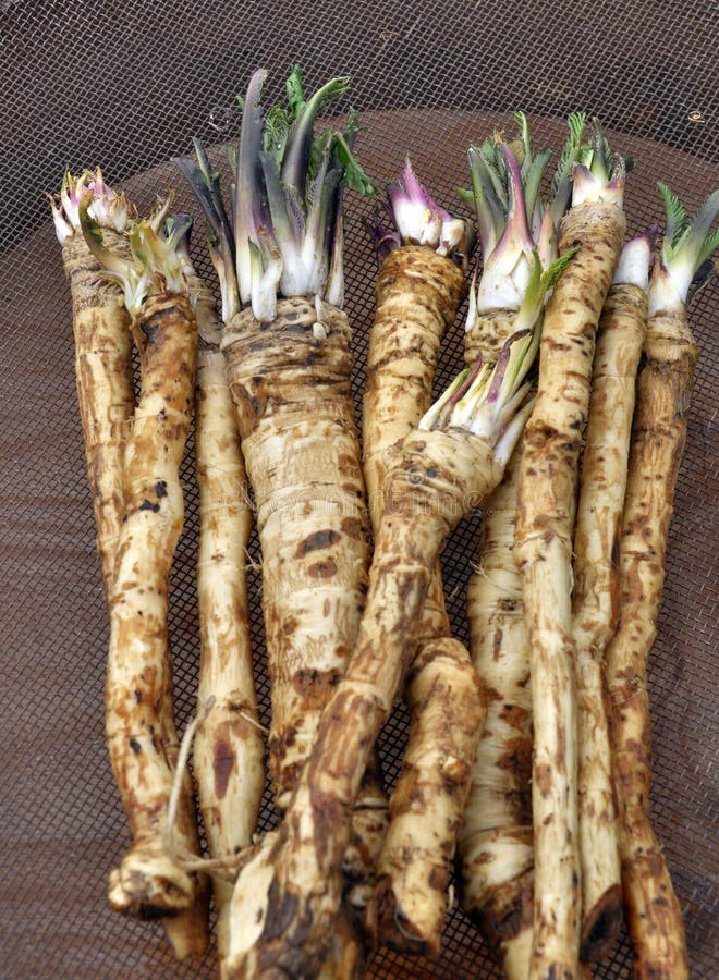 Fresh, Dug Horseradish Root Stock Photo - Image of food, seasonal ...