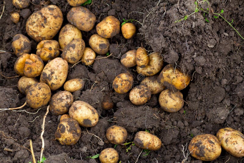 Fresh Dug Potatoes in the Garden in the Ground Stock Image - Image of ...