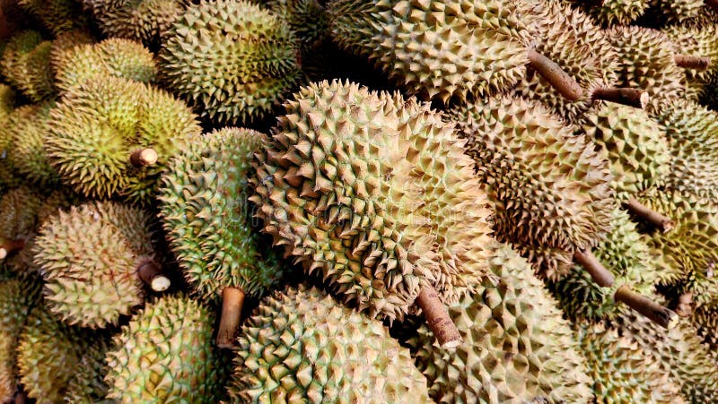 Fresh Durian Fruit on Display in Modern Market Stock Image - Image of ...