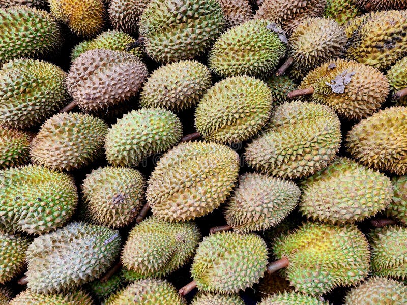 Fresh Durian Fruit on Display in Modern Market Stock Image - Image of ...