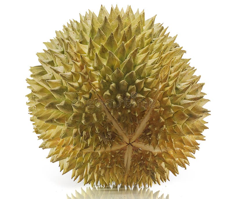Durian Fruit Isolated on White Background Stock Image - Image of asia ...