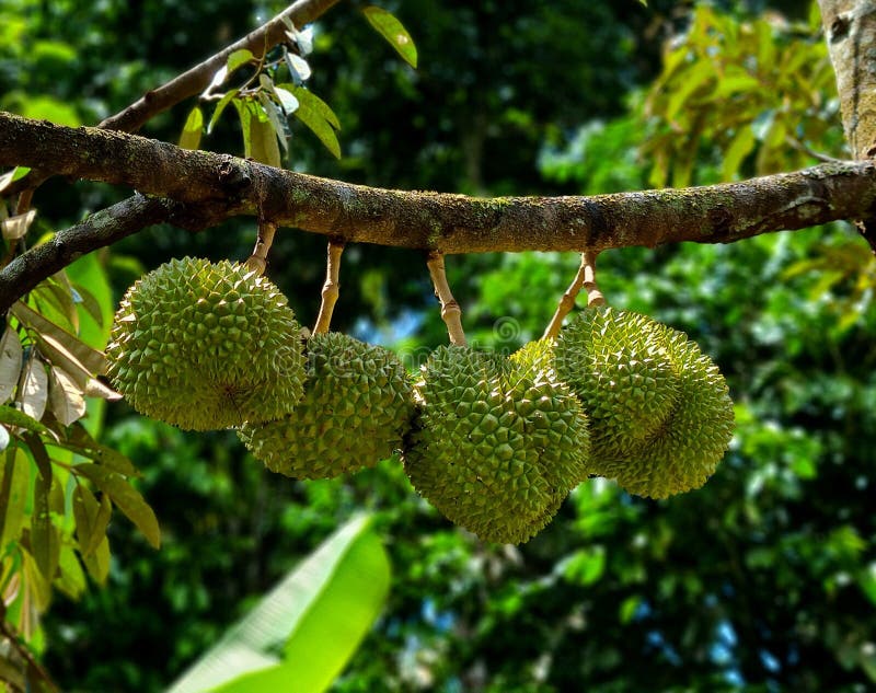 Fresh Durian Fruit on the Tree Stock Photo Stock Photo - Image of ...