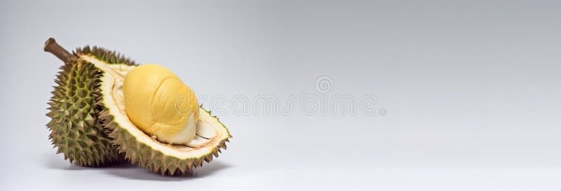 Banner Durian Stock Illustrations – 634 Banner Durian Stock ...