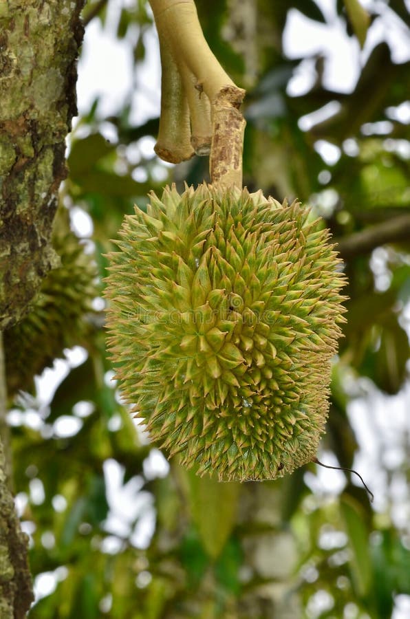 Fresh durian stock photo. Image of health, peel, asia - 34962920