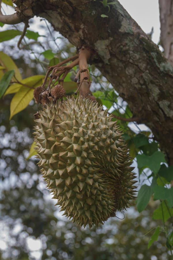 283 Big Durian Tree Stock Photos - Free & Royalty-Free Stock Photos ...