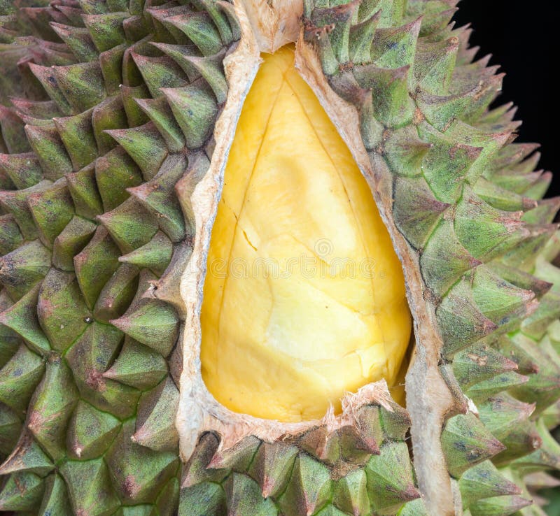 Fresh durian stock image. Image of dessert, fresh, organic - 31410147