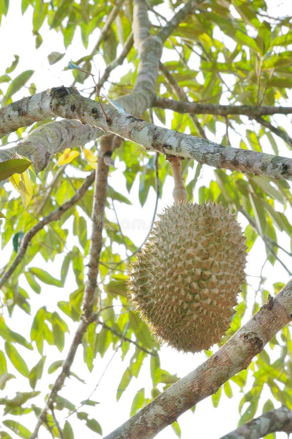 Fresh durian on tree stock image. Image of fresh, nutrition - 42856605