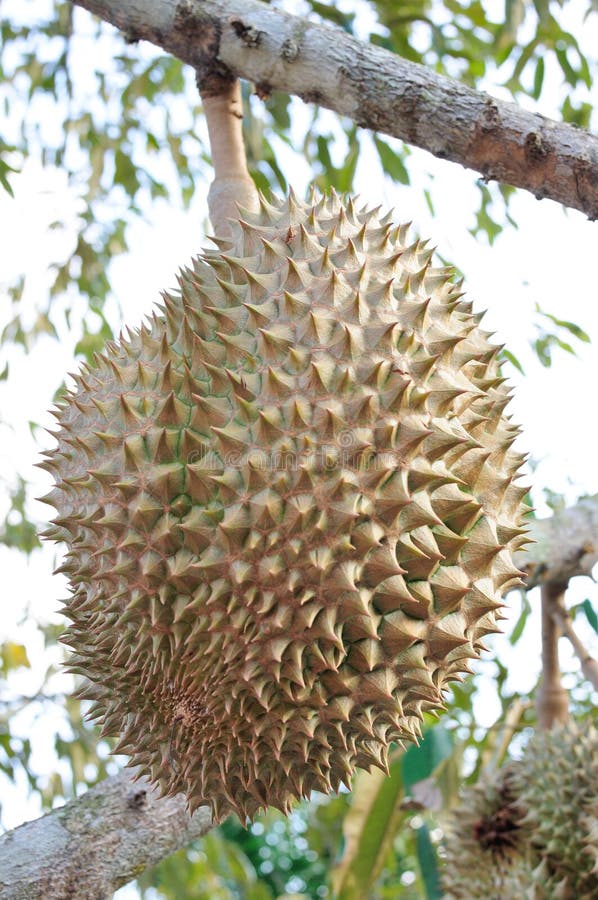 Fresh durian on tree stock photo. Image of seed, edible - 38218392