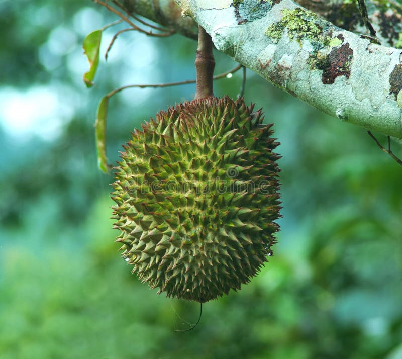 Fresh durian on tree stock photo. Image of ripe, shape - 30842256