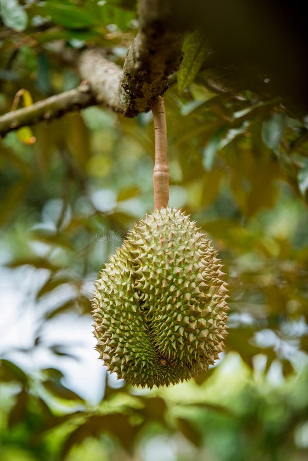 Fresh durian on tree stock photo. Image of smell, flavor - 97003206