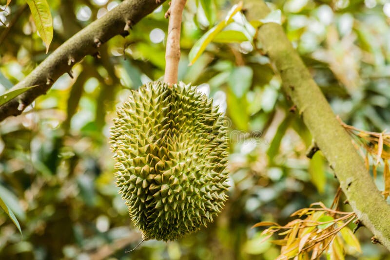 Fresh Durian Tropical Fruit Growing on Durian Tree Plant in Garden ...