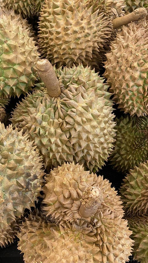 Fresh Durians from Indonesia Stock Photo - Image of food, thorny: 271956736