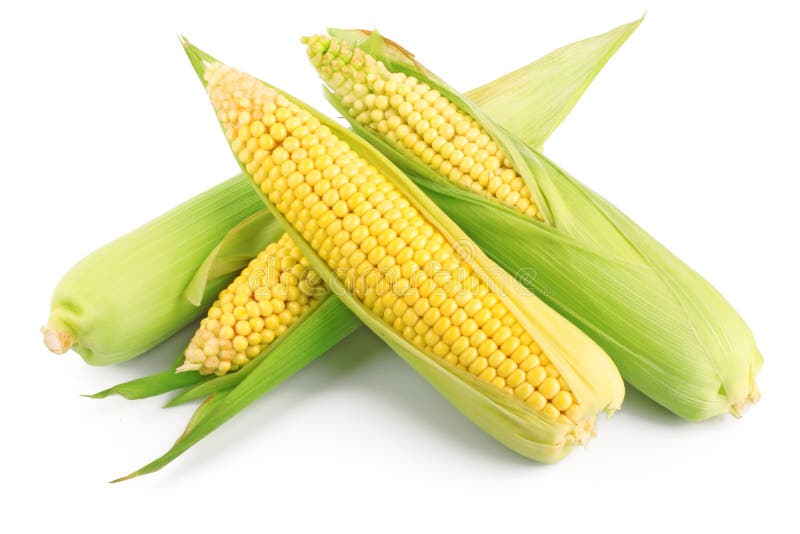Corn on the cob stock photo. Image of healthy, food, shuck - 189028