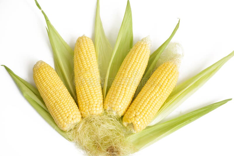Fresh Ear of Corn on the Cob Isolated on White Background Stock Photo ... Fresh Ear of Corn on the Cob Isolated on White Background Stock Photo ...