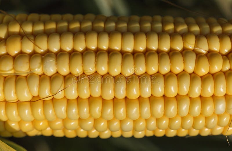 Fresh ear of corn stock image. Image of group, husk, harvesting - 86409741
