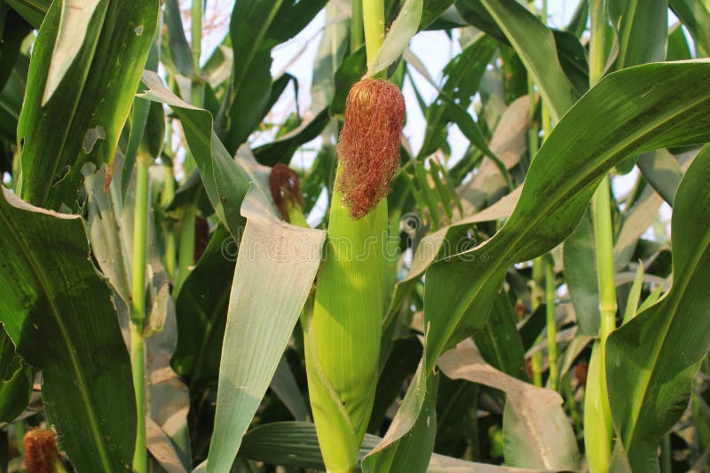 Fresh Ear of Corn with Husk and Silk & X28;Zea Mays& X29; – Sweet Corn ...