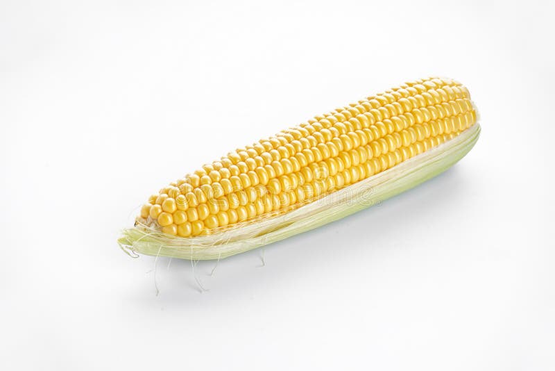 Fresh Ear of Corn on a White Background Stock Image - Image of maize ...