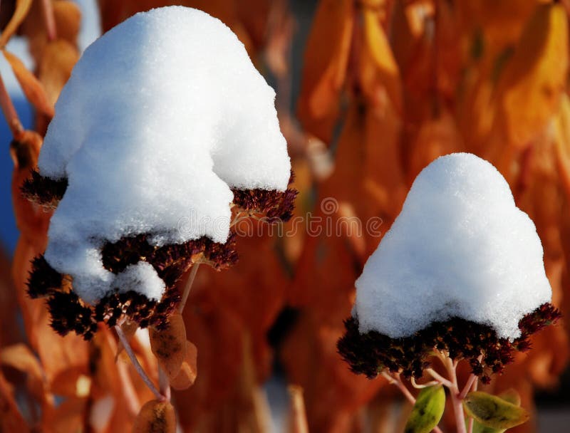 Fresh Early Snow on Autumn Joy Stock Image - Image of winter, caps: 7003985