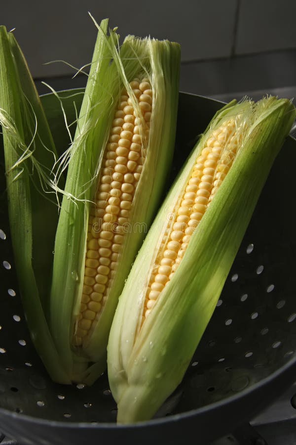 Fresh ears of corn stock photo. Image of cobcorn, shaft - 4037202