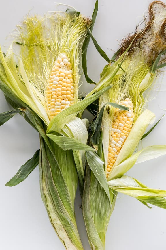 Fresh Ears of Corn on the Cob with Husks Peeled Back Exposing the ...