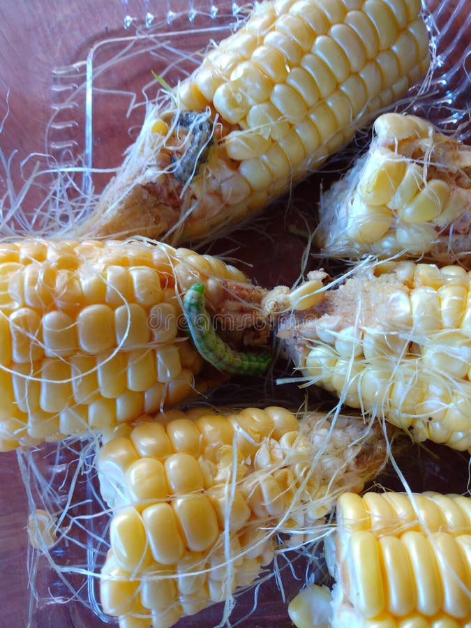 Fresh Ears of Corn with Green Corn Earworms Stock Photo - Image of ...