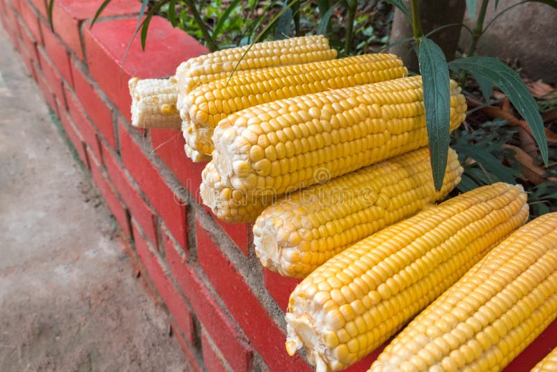 Fresh Ears of Corn Outdoors Stock Photo - Image of outdoors, farm ...