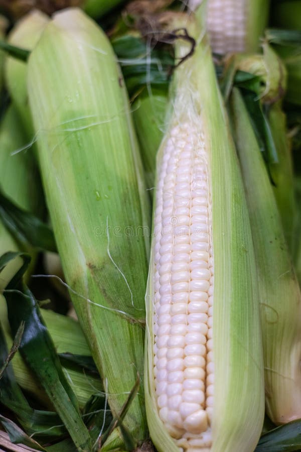 Fresh ears of corn stock photo. Image of cobcorn, shaft - 4037202