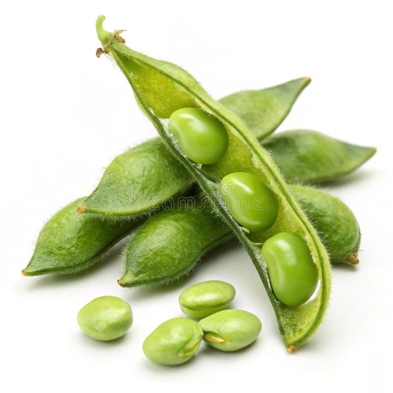 Fresh Edamame Isolated on White Background Stock Illustration ...