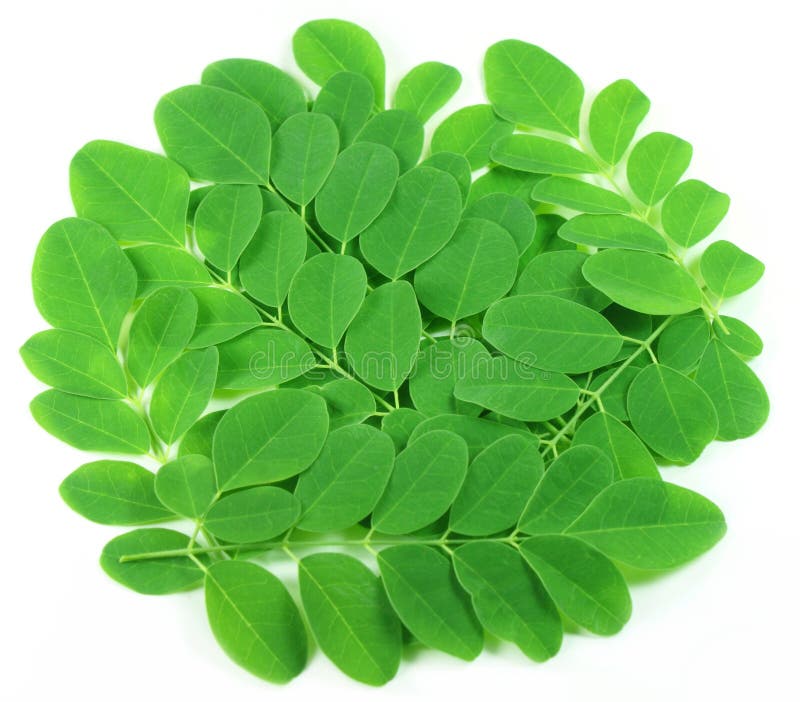 Edible moringa leaves stock photo. Image of horseradish - 26743920